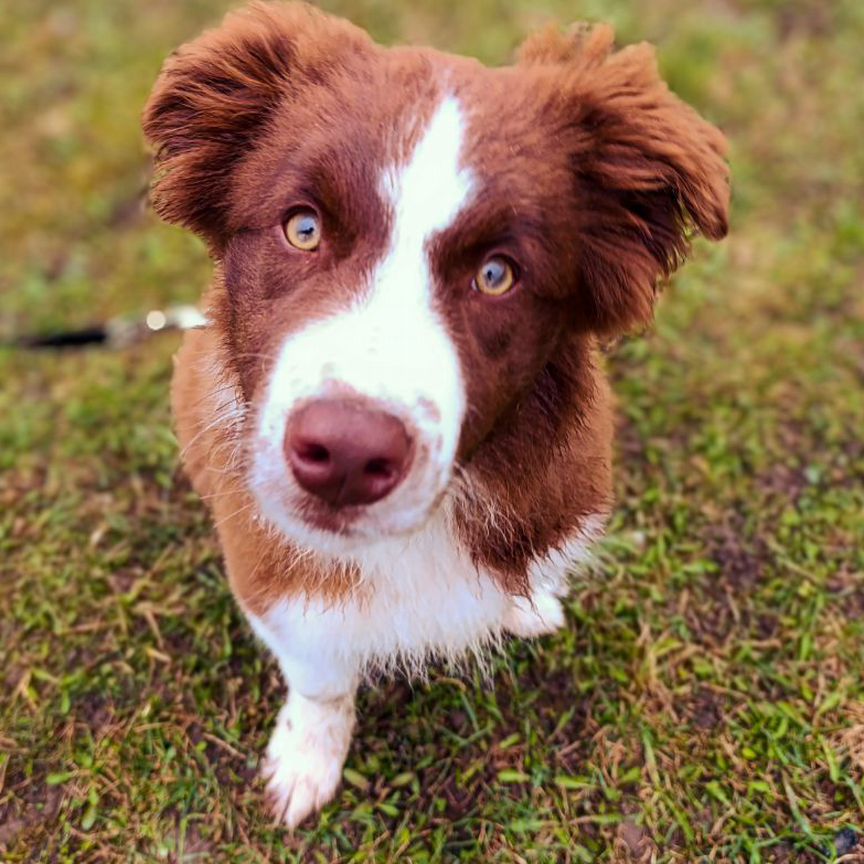 Бордер-колли, щенок