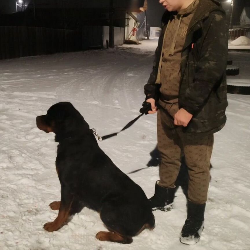 Вязка Ротвейлер