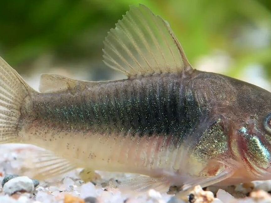 Кардинал, анцисур, данио, кардинал