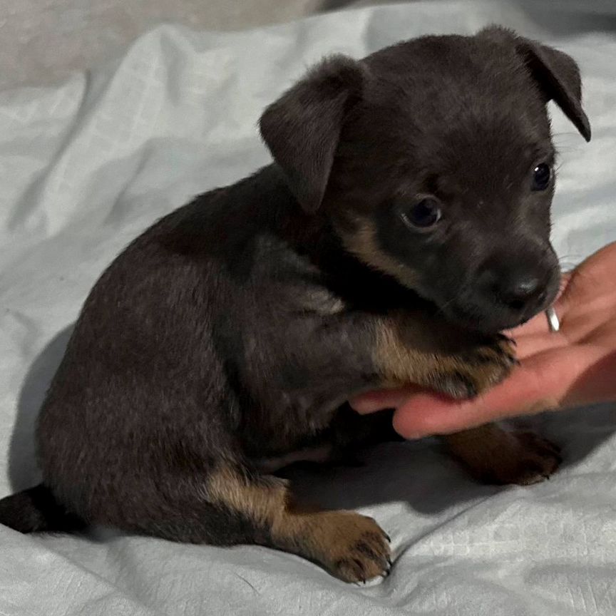 Русский той-терьер, щенок