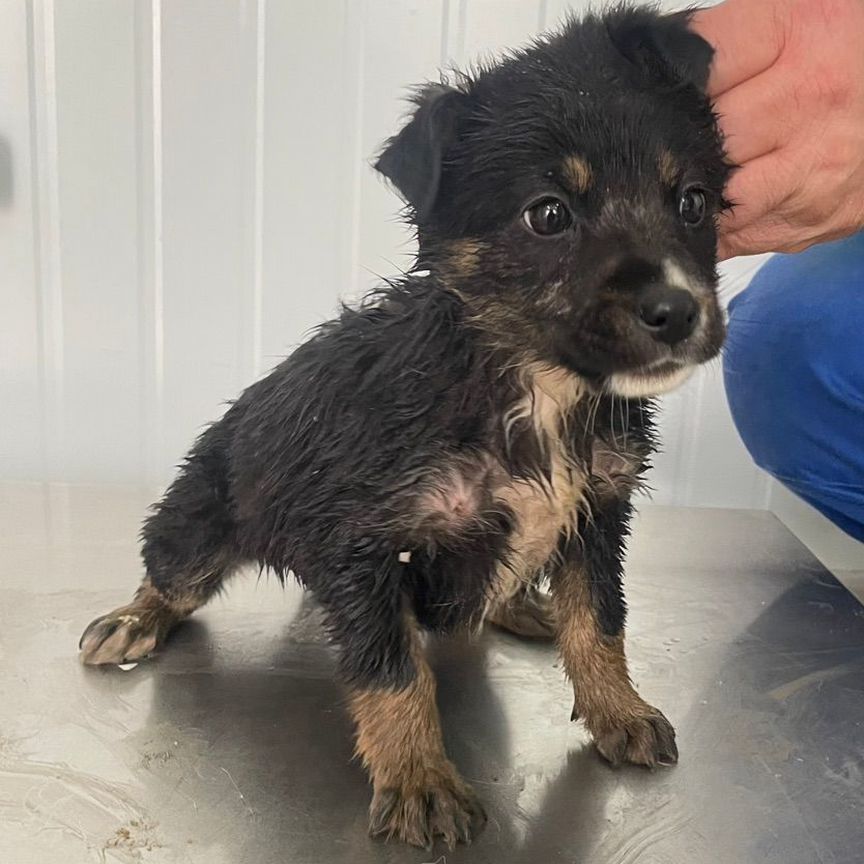 Щенок в добрые руки