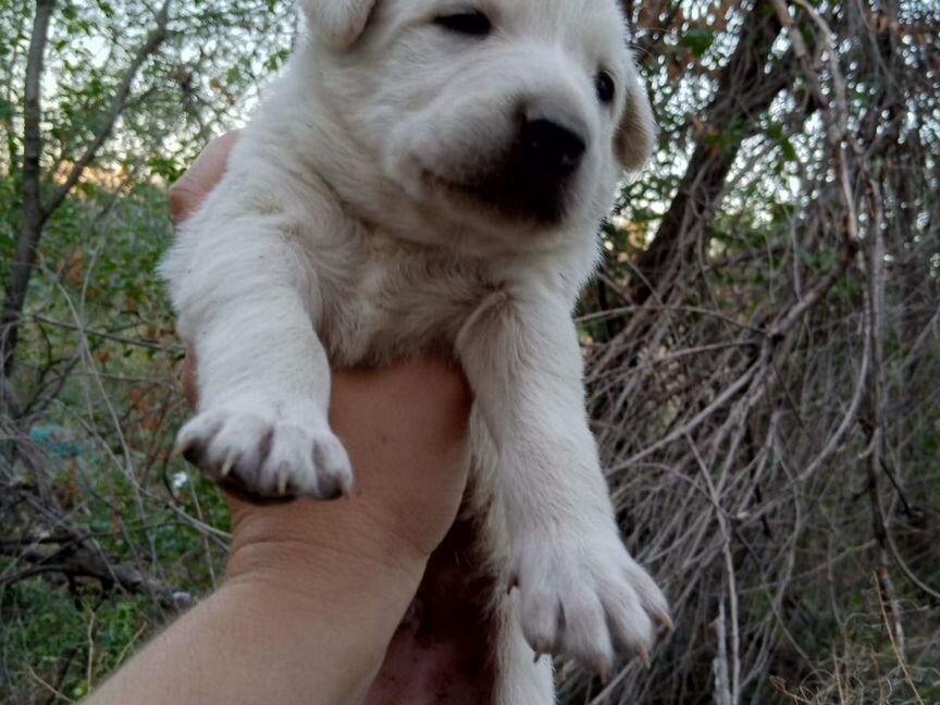 Дворяне Белоснежки ищут дом