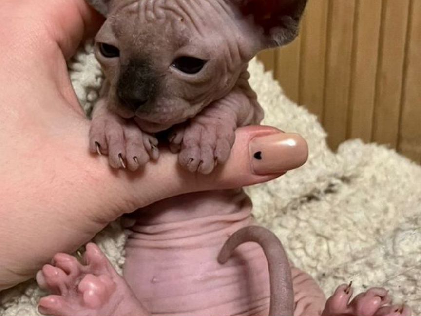 Донской сфинкс котятки
