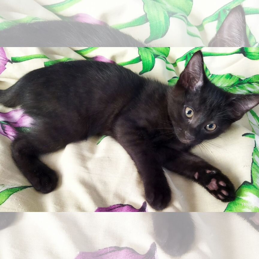 Котёнок от частного владельца