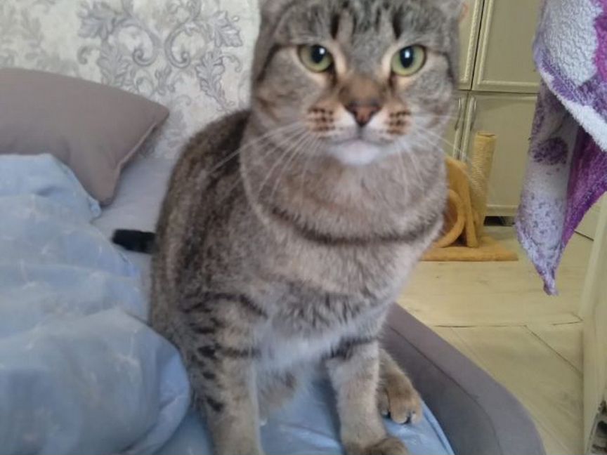 Кошечка Лиза 1 год