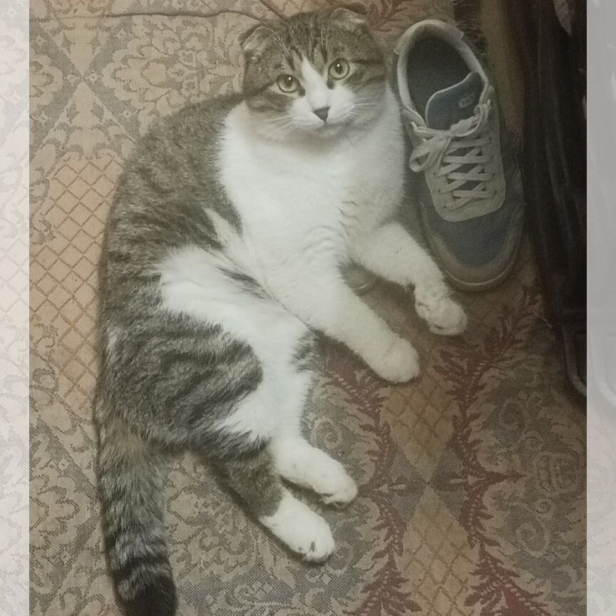 Потерялся котик