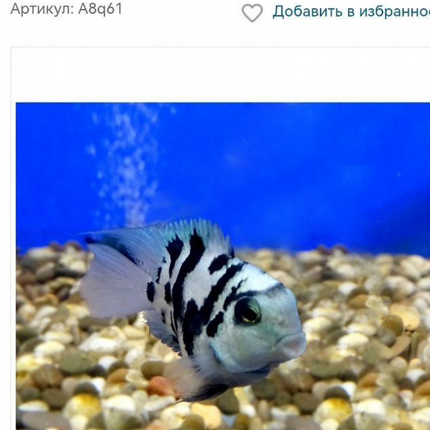 Попугай тигровый