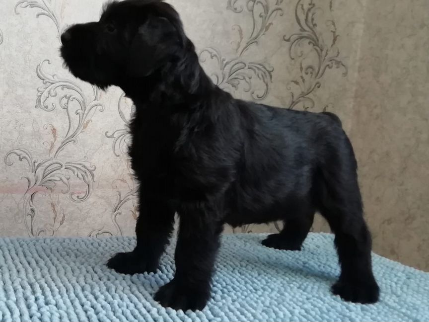 Щенки ризеншнауцера