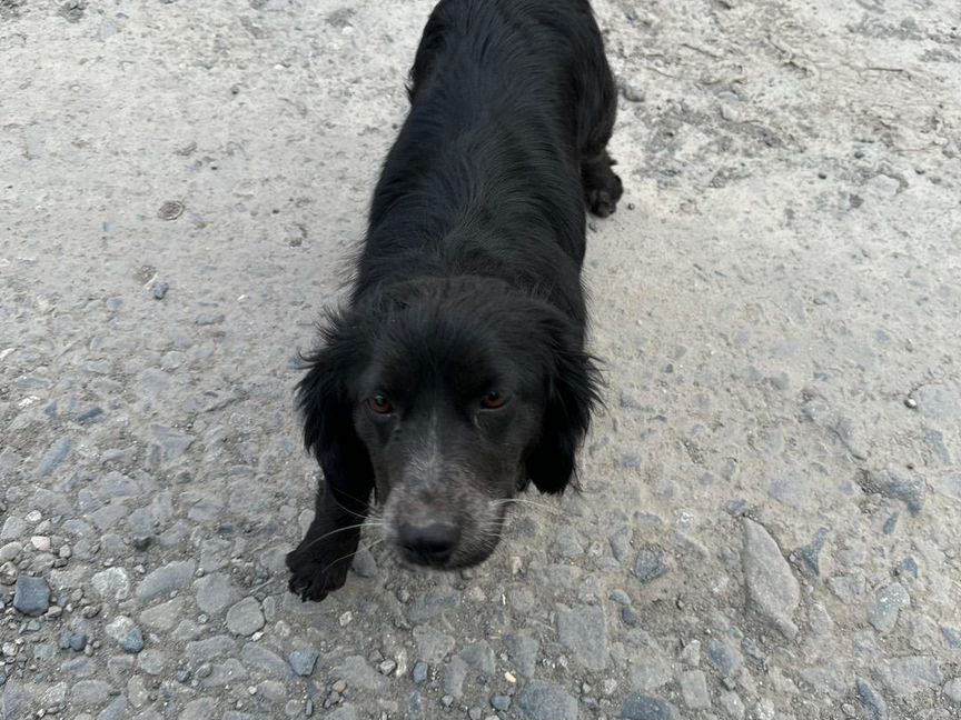 Собака в добрые руки