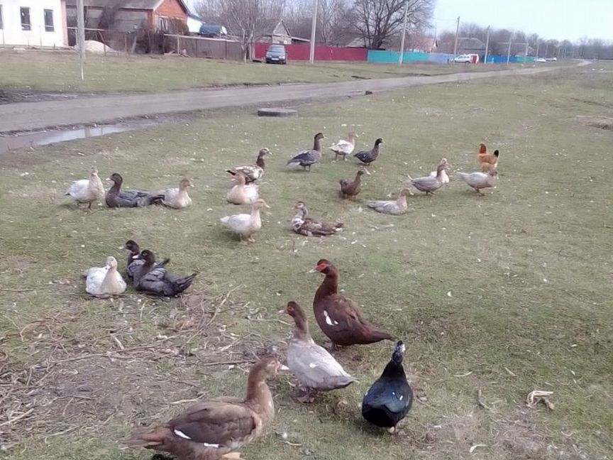 Утки разных пород