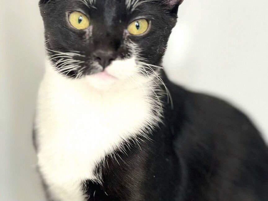 Супер котенок Марко