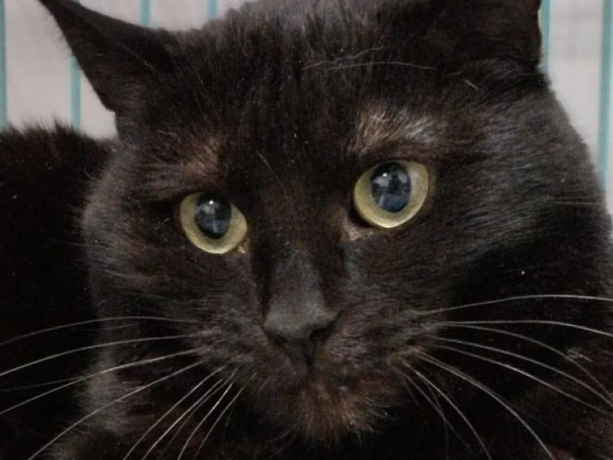 Кошка черная