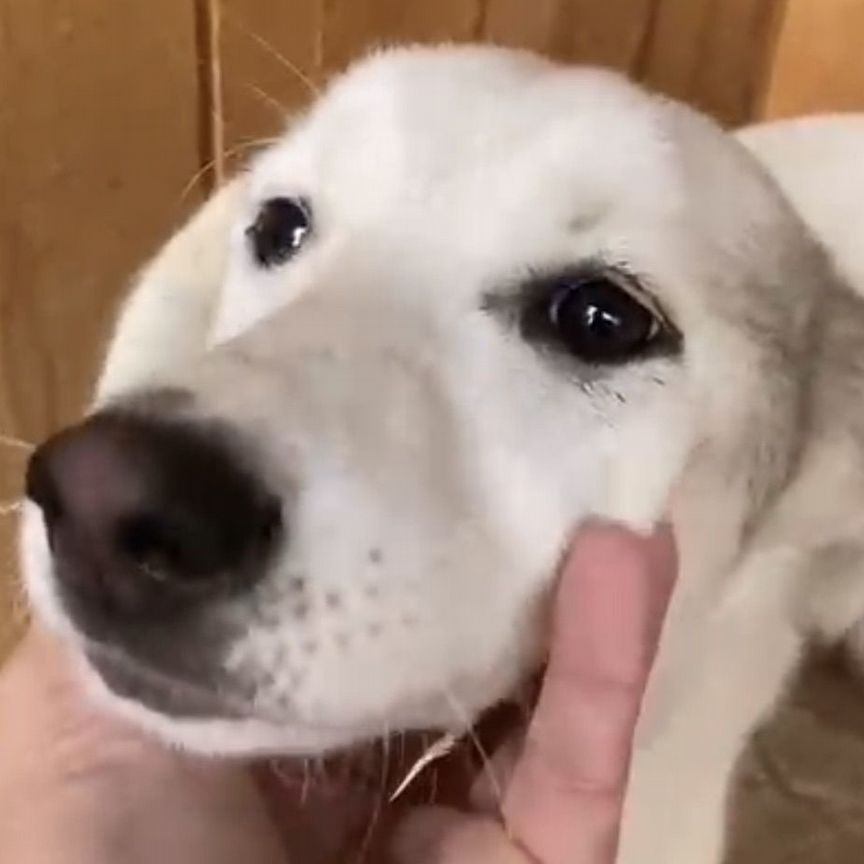 Щенок в добрые руки