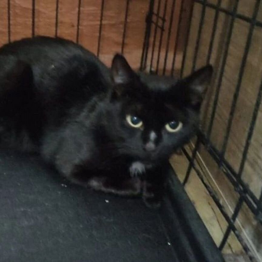 Черная кошечка в добрые руки