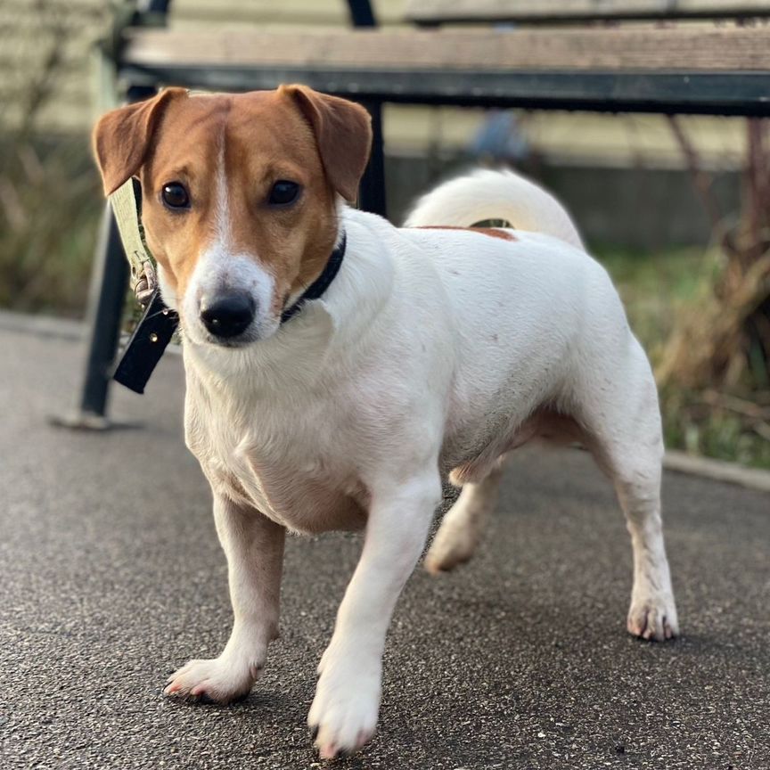 Джек-рассел-терьер, взрослый пёс