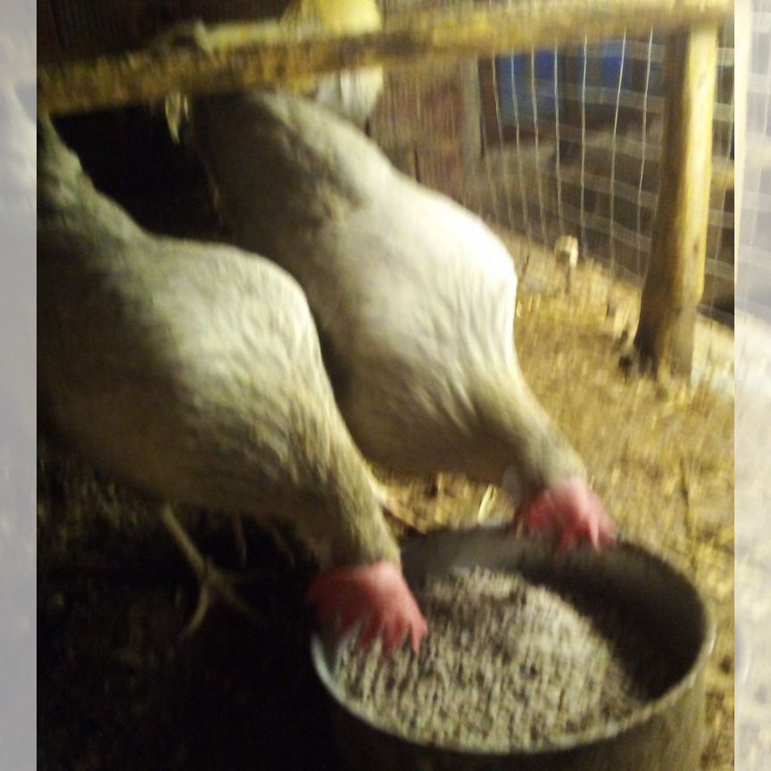 Курочки молодки леггорн Изабелла