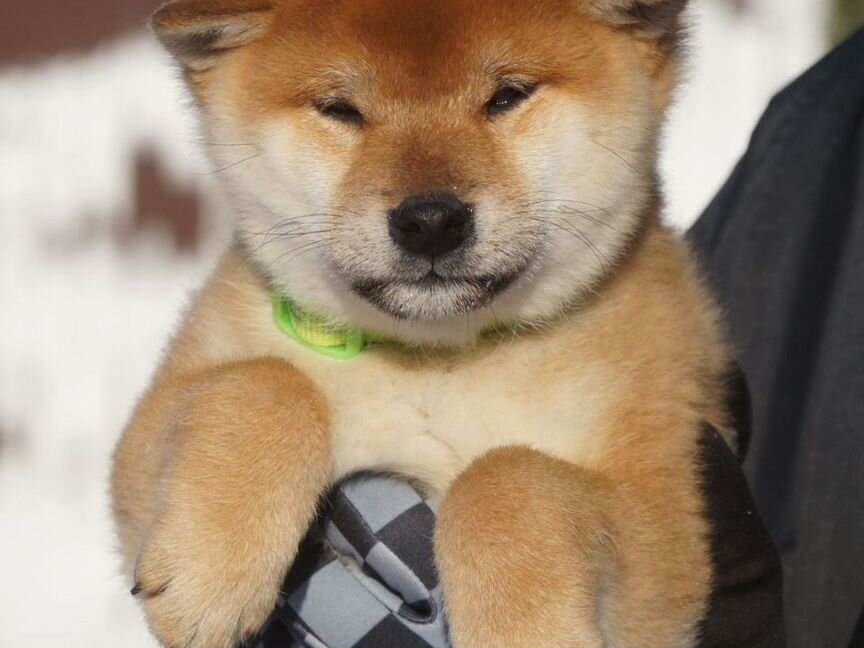 Чудесный щенок сиба ину