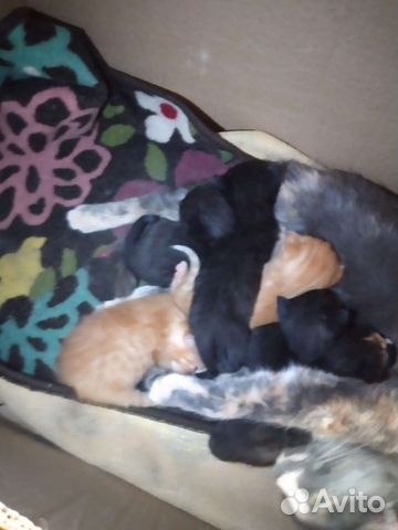 Котята в добрые руки