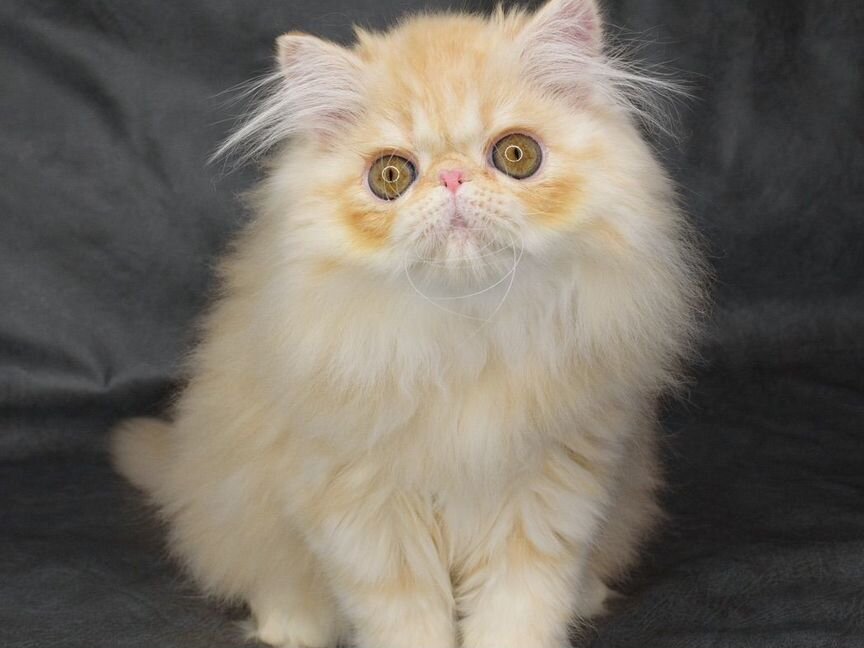 Персидский мальчик 4 мес