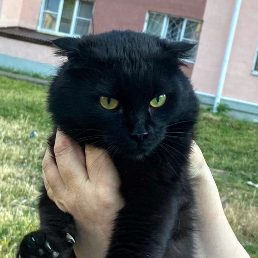 Котики.Вислоухий- шотландец, полосатый- британец
