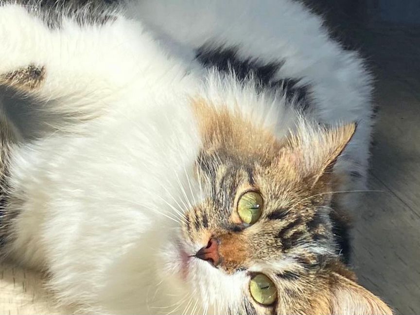 Урчательная кошка Даша ищет дом