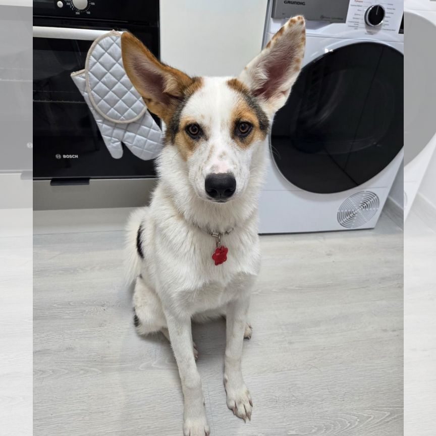 Щенок в добрые руки