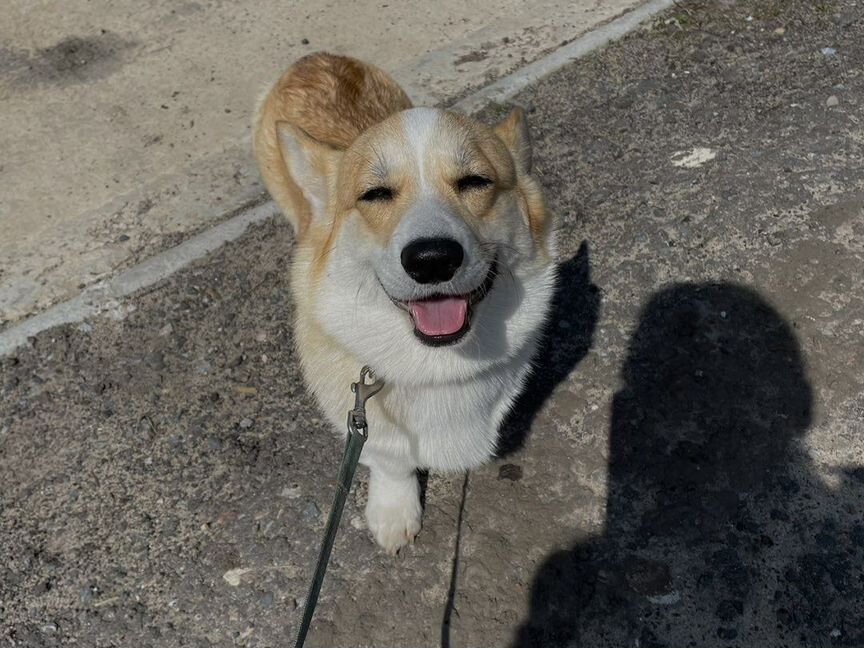 Вельш-корги пемброк девочка