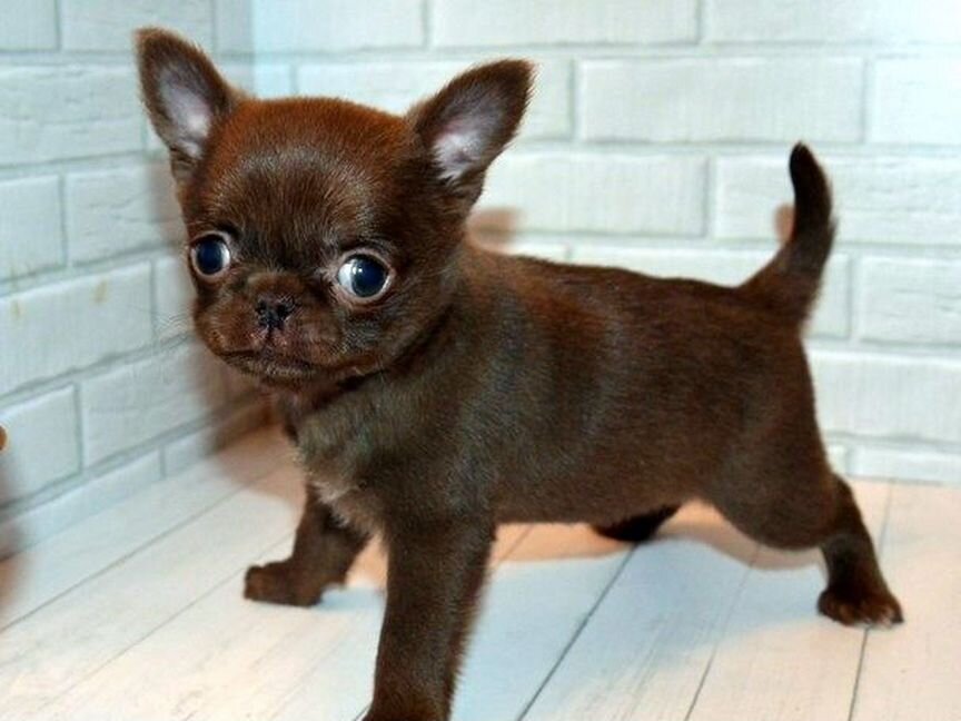 Чихуахуа кукляшные мини щенки, девочка и мальчик