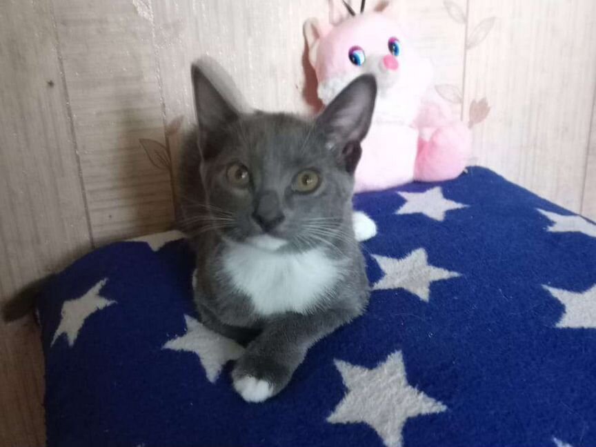 Котёнок ищет дом