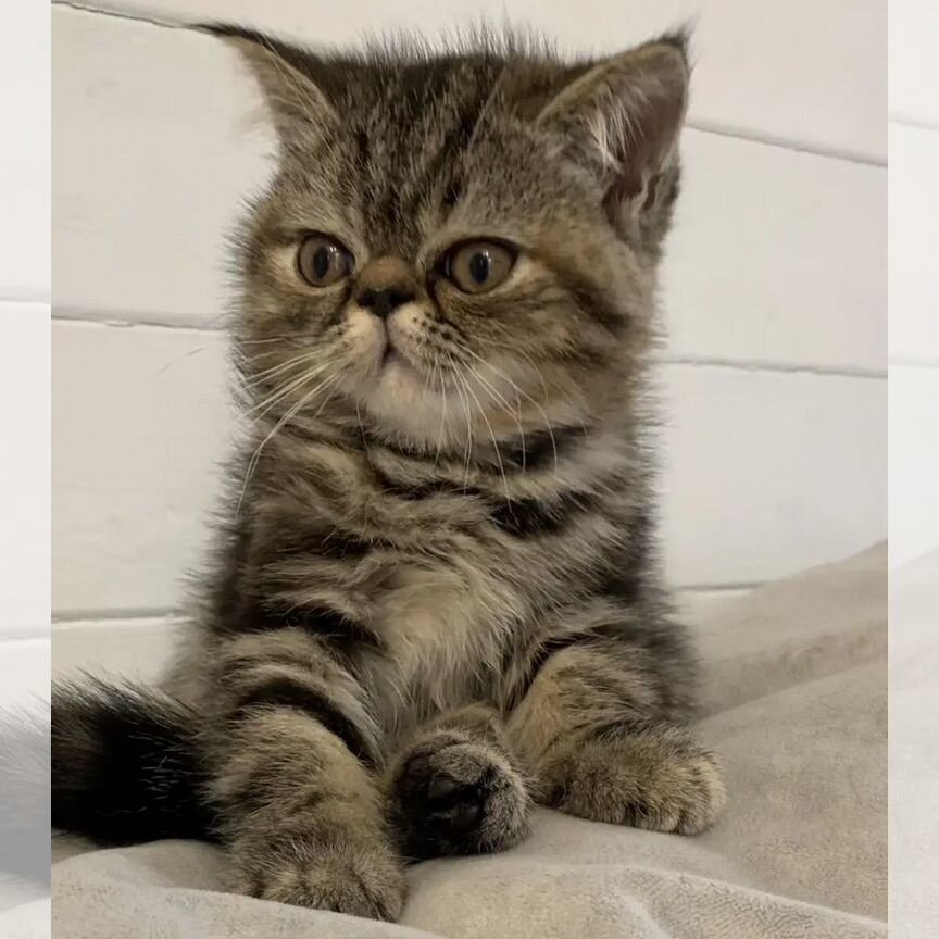 Экзотический короткошёрстный котёнок