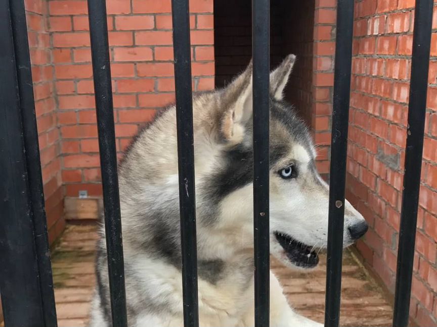 Роскошный Гелиос в приюте Малинки