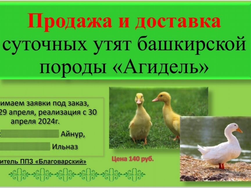 Утята суточные