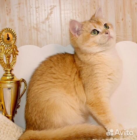 Золотая британочка ny12