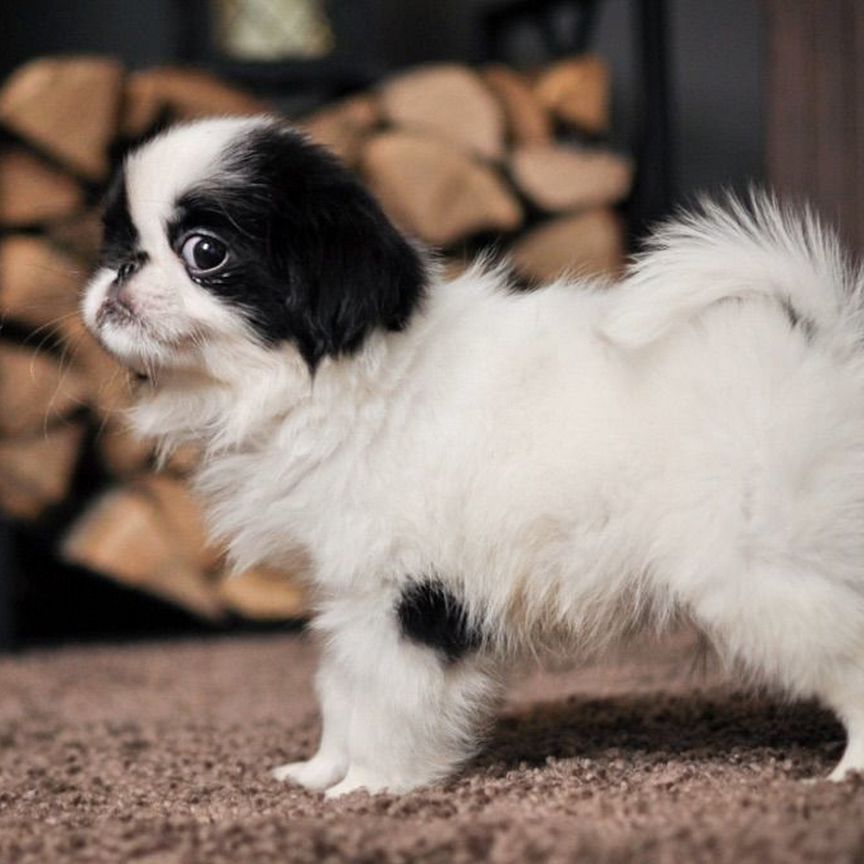 Японский хин