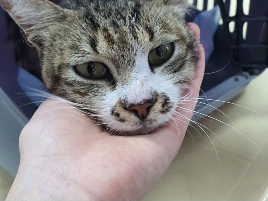 Кот в квартиру/дом