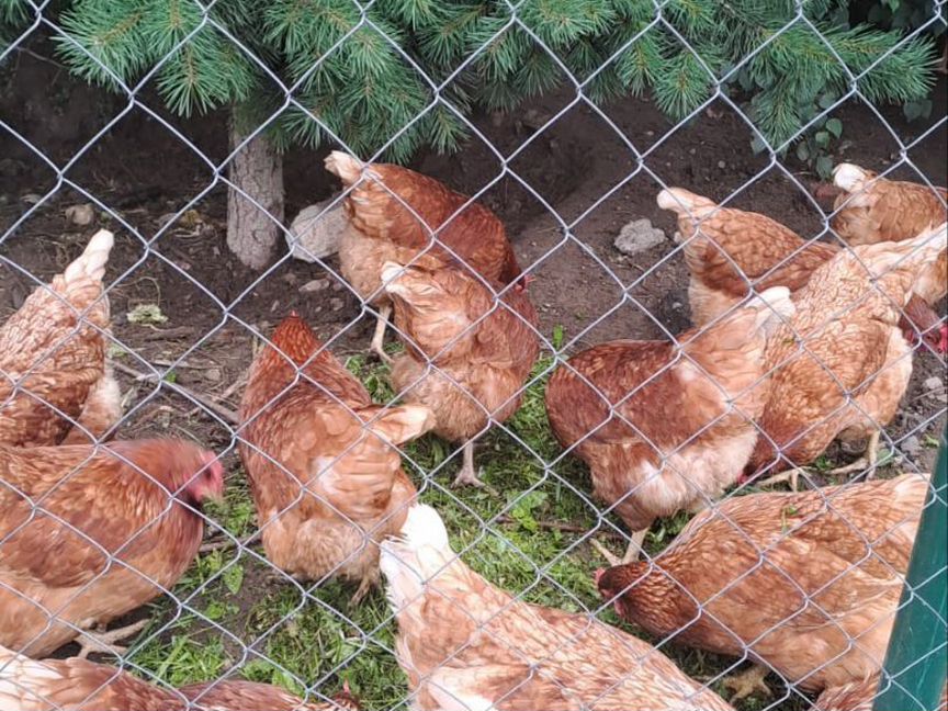 Куры несушки продам