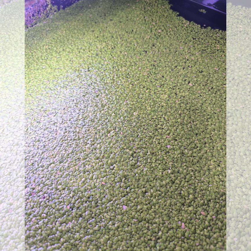 Ряска для аквариума