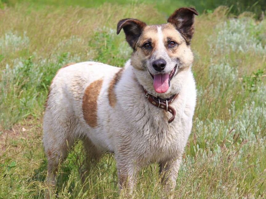 Веста ищет дом