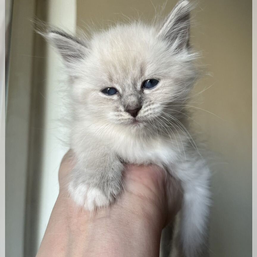 Котята невская маскарадная порода