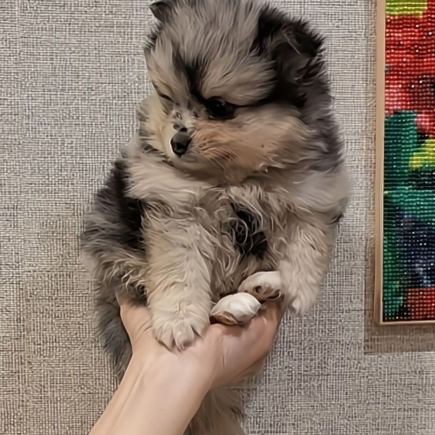 Померанский шпиц, щенок