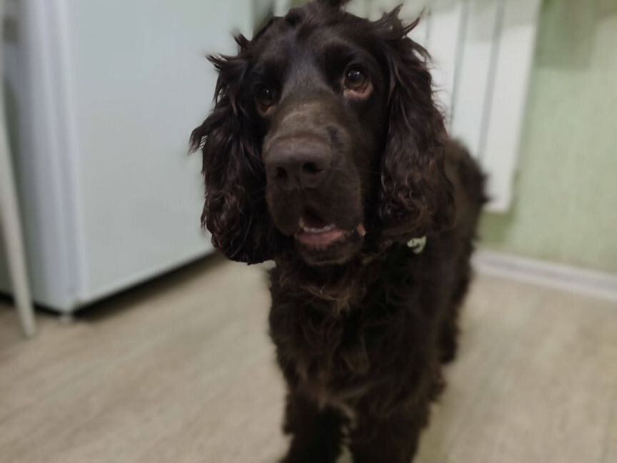 Английский кокер спаниель