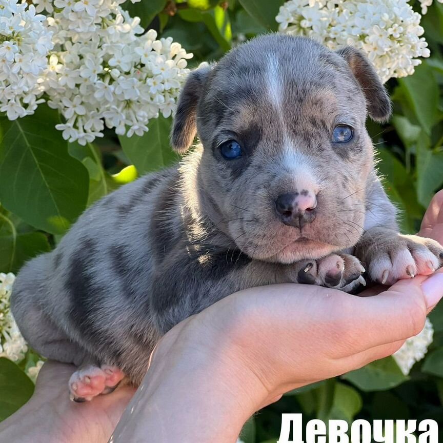 Мраморные щенки американского булли