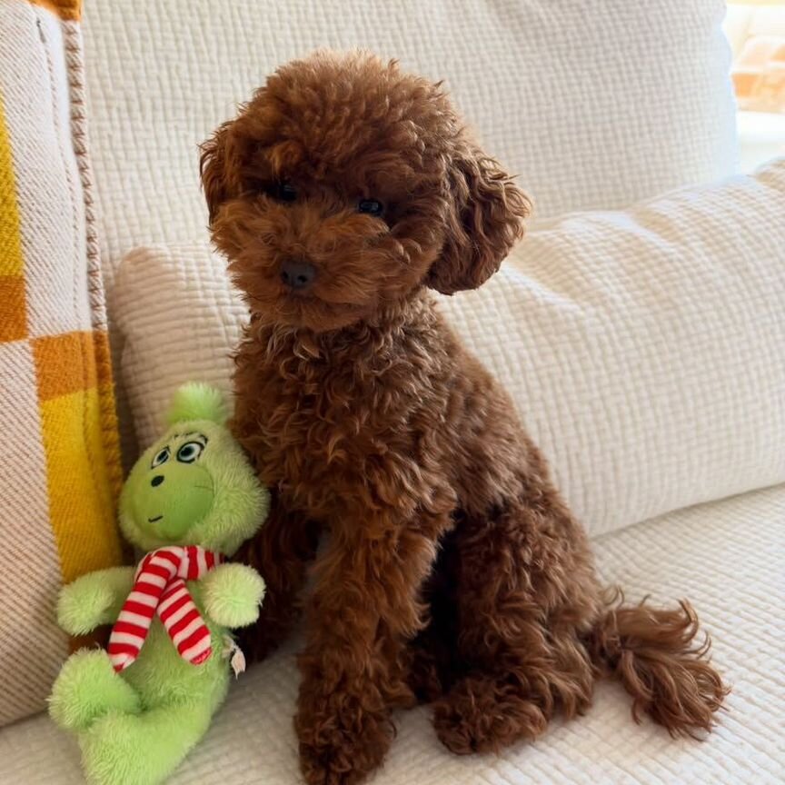 Той-пудель, щенок