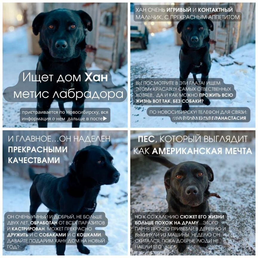 Ищет дом