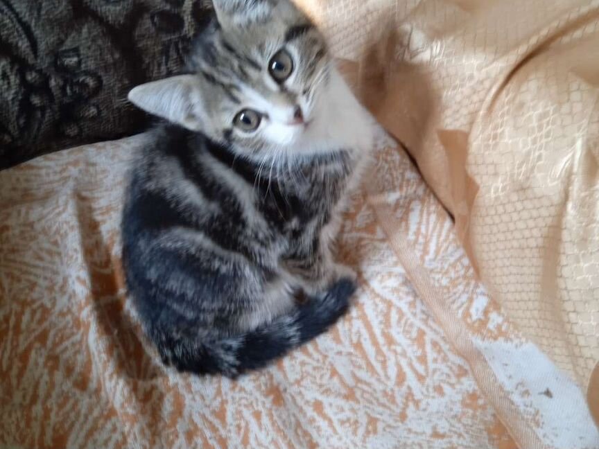 Очень умный и красивый котенок