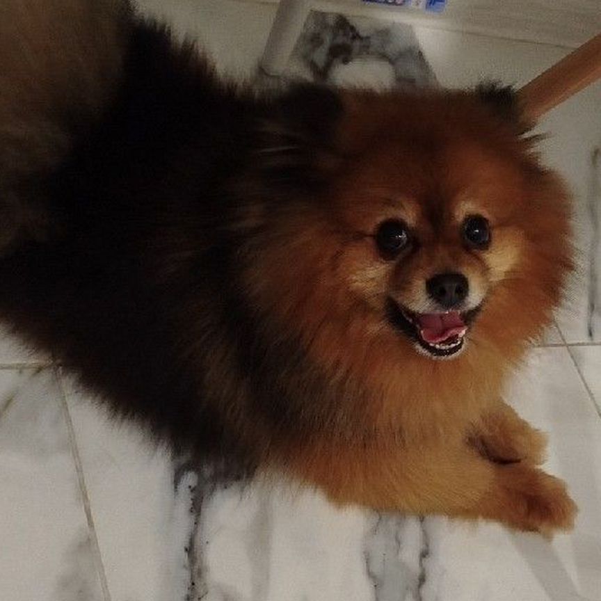 Померанский шпиц, взрослый пёс