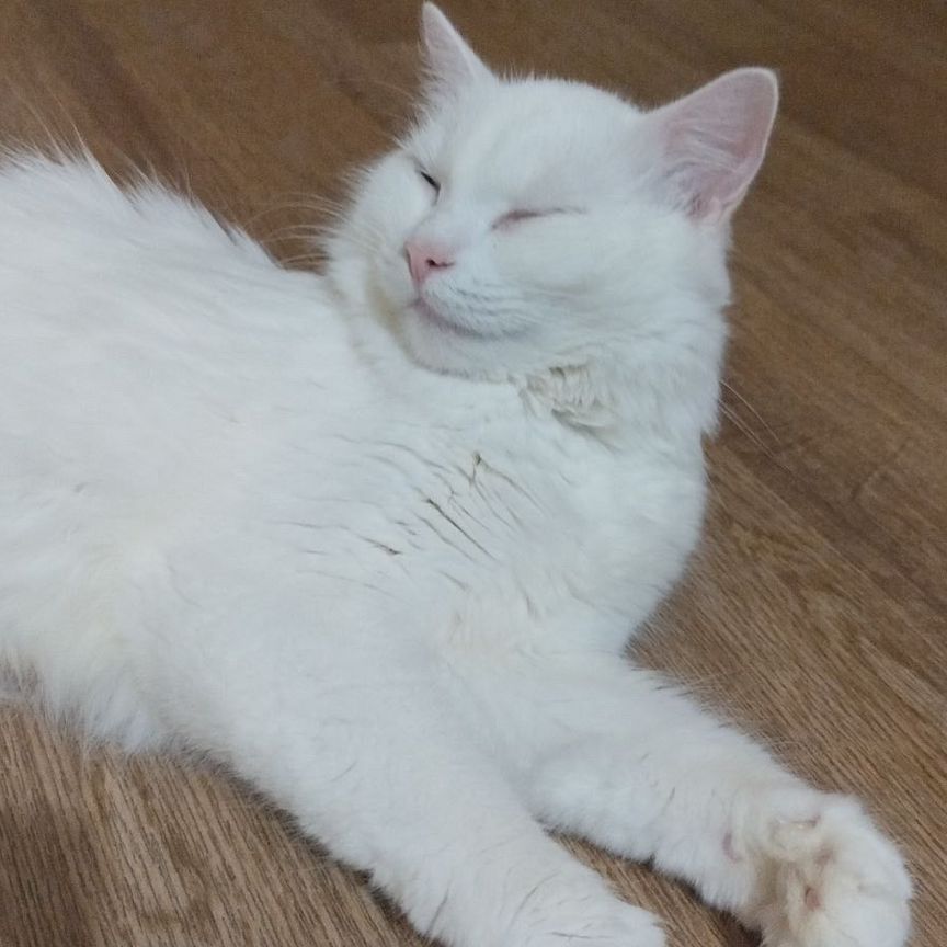 Кошка Зайка в добрые руки