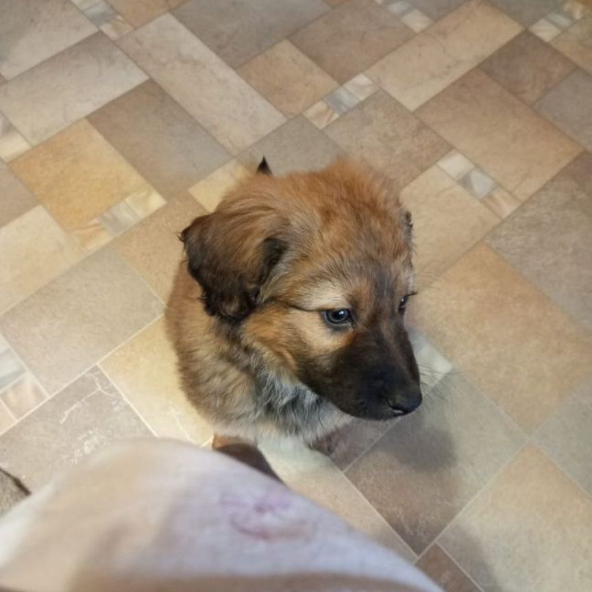 Собака в добрые руки щенок