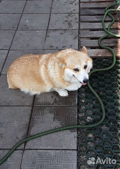 Корги девочка взрослая
