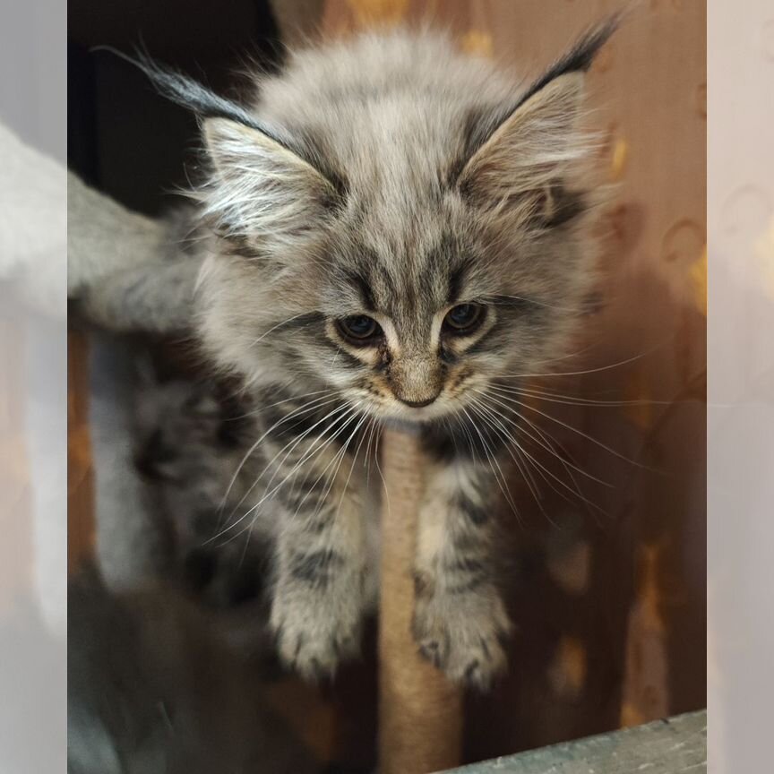 Мейн-кун котёнок